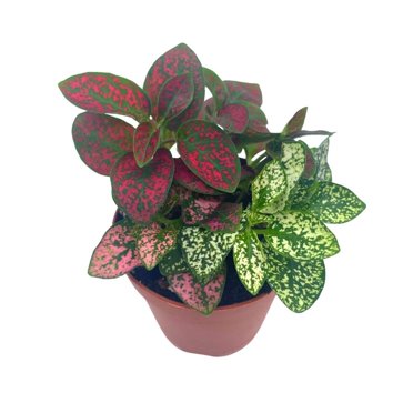 String of Frogs, in a 2 Inch Pot, Frog Feet Plant, Ficus pumila ...