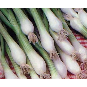 Onion RED Creole Great Heirloom Vegetable 1,200 Seeds - Walmart.com