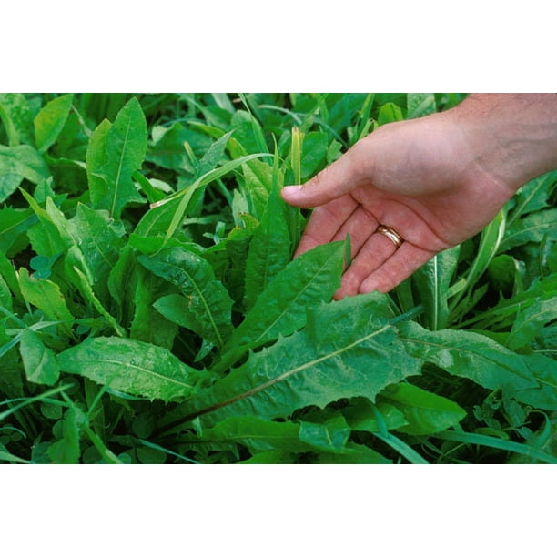 800 EMERALD CATALOGNA ENDIVE Italian Chicory Cichorium Endivia Seeds ...