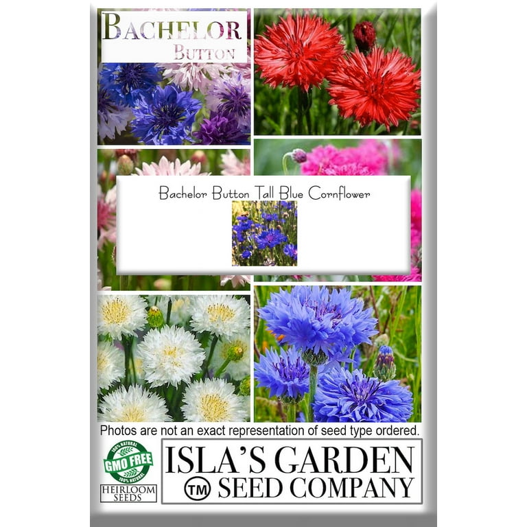 Centaurea Cyanus Seeds