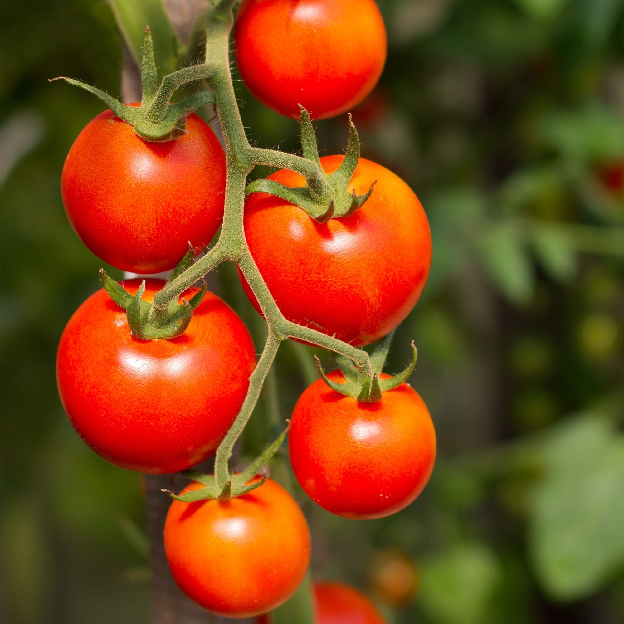 Tomato Seeds - Currant Red - 1 Oz ~7500 Seeds - Solanum lycopersicum ...