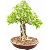 Weeping Fig Bonsai Tree Seeds -25 Seeds - Ficus benjamina, Excellent ...