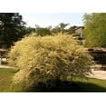 Ligustrum Sinense Variegated - 40 Live Plants - Chinense Privet Sinense ...