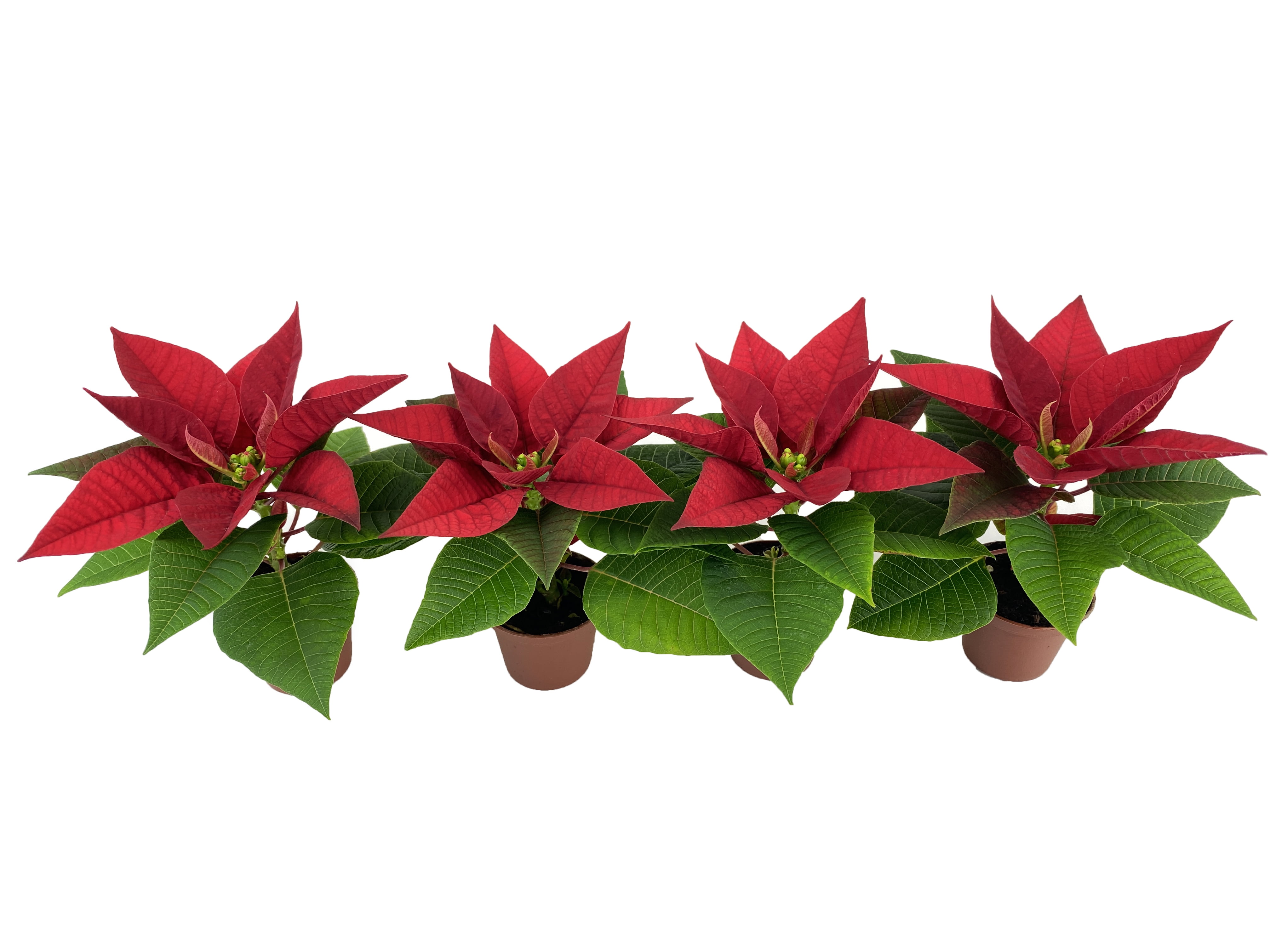 Miniature Red Poinsettias (4 Plants) (2" Pots) *Live Plants* - Walmart.com