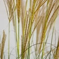 Expert Gardener Adagio Maiden Grass (2.5 Quart) Mid-Sized Ornamental ...