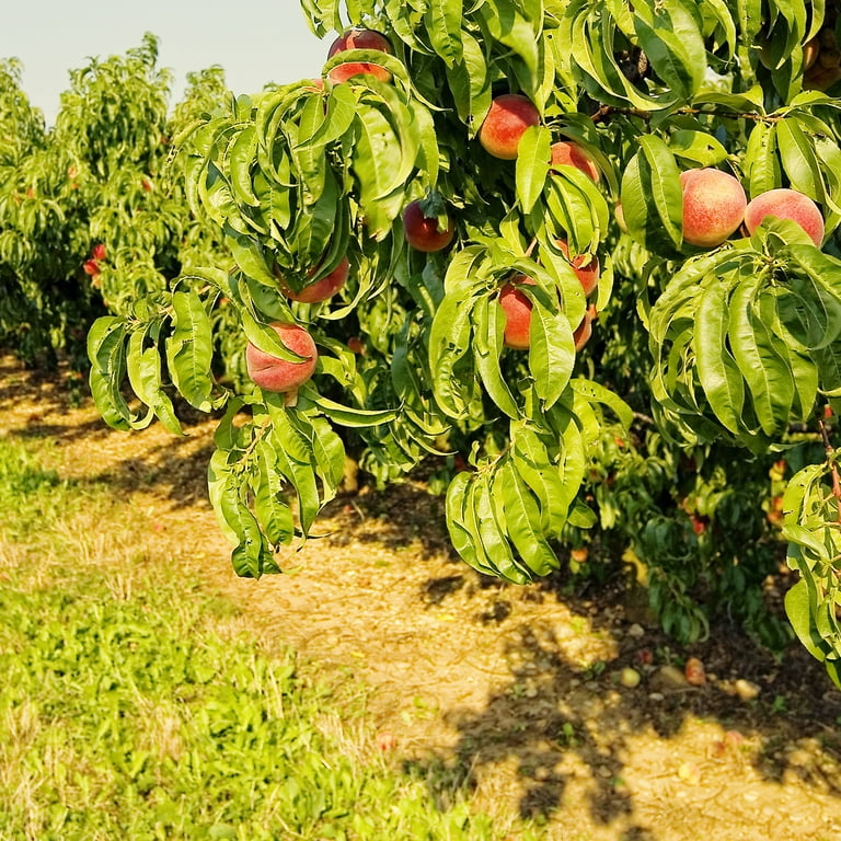 Peach Tree Orchard