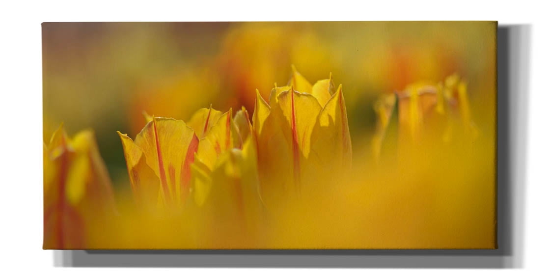 Epic Graffiti 'Aurora Tulips' by Cora Niele, Canvas Wall Art, 40"x20 ...