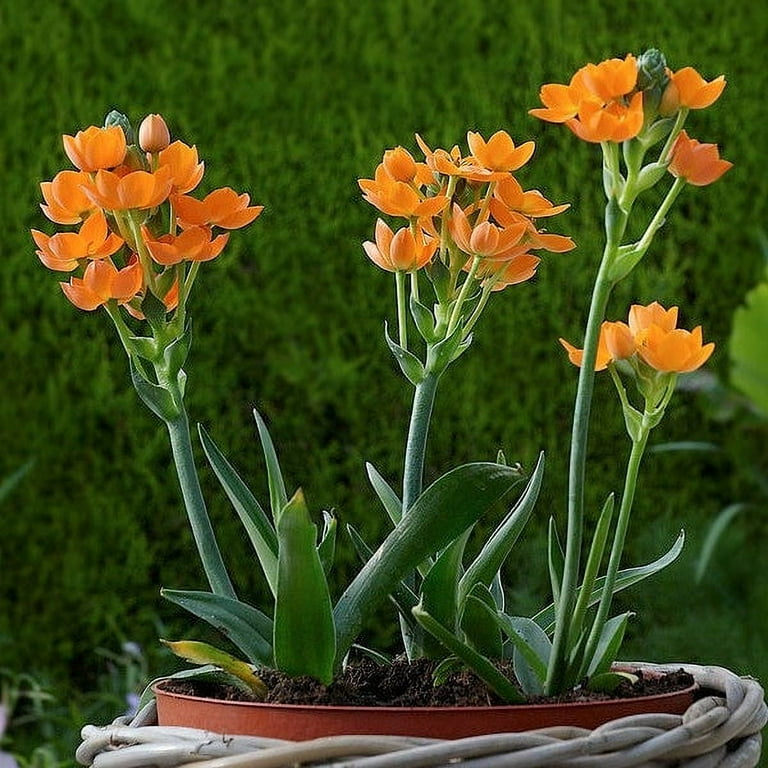 Ornithogalum Dubium Bulb