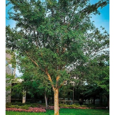 Royal Purple Smokebush Tree Plant, Cotinus, 1 QT, Live, 10-15 Ft Height ...
