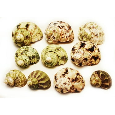 6 Hermit Crab Shells Large Turbo Changing Seashells Large 2"-3" Size ...