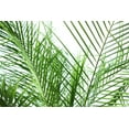 Phoenix Roebellini Pygmy Date Palm - Live Plant in a 3 Gallon Growers ...
