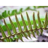 1500 Western SWORD FERN Giant Holly Swordfern Polystichum Munitum ...