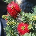 Little John Dwarf Bottlebrush 3 Live Plants Callistemon Compact ...