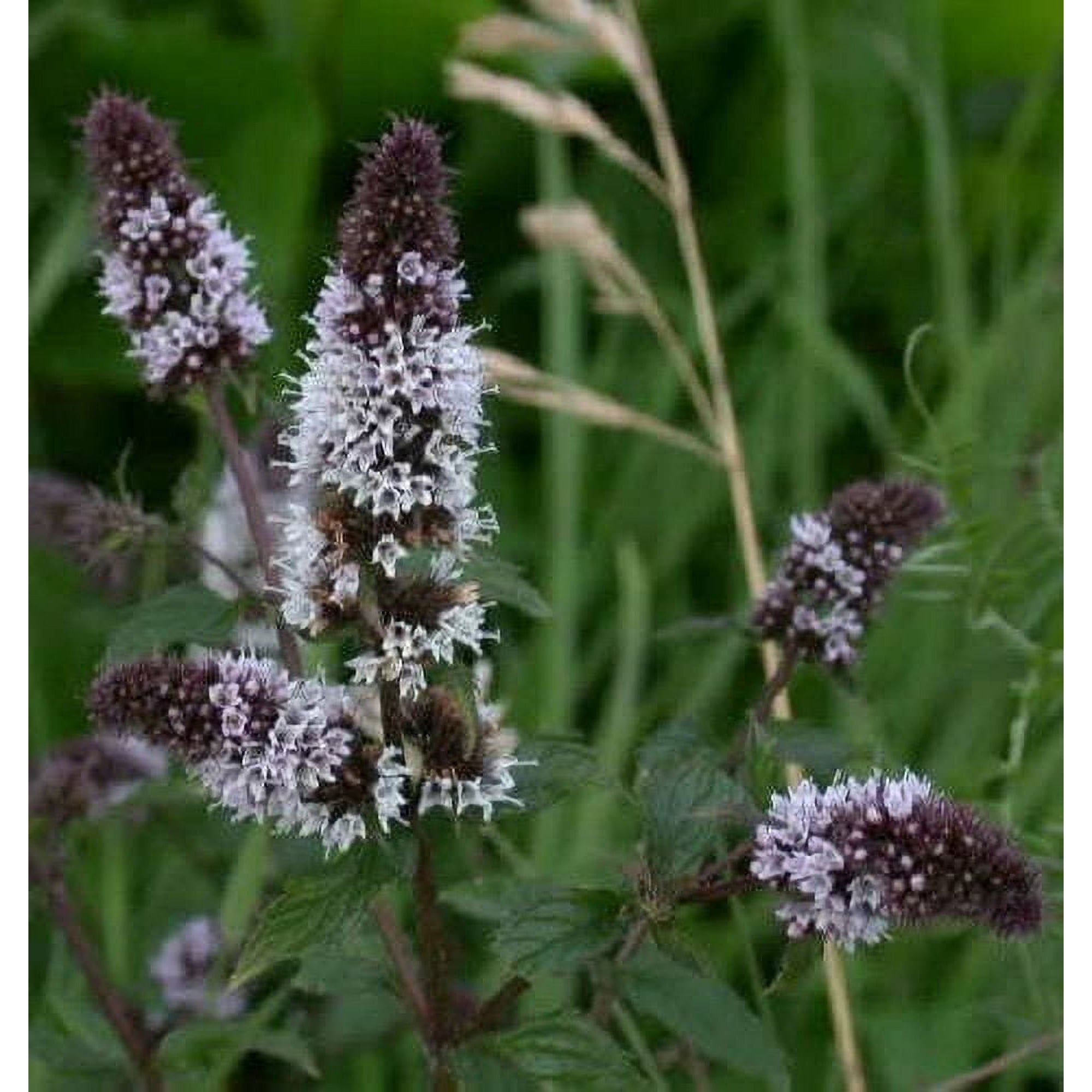 Click here for Seedville Usa Seedville Peppermint Mint Herb Flowe... prices