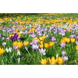 Mixed Crocus Bulbs for Planting - Ships from Our Iowa Nursery (5 Bulbs ...