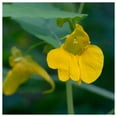 Everwilde Farms - 5 Yellow Jewelweed Native Wildflower Seeds - Gold ...