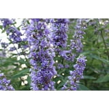 Chaste Tree -25 Heirloom Seeds- Purple Flower Plumes - Vitex angus ...