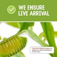 Venus Fly trap Live Plant in White Ceramic Pot with Venus Fly Trap Food ...