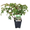 "Easy to Grow Pink Mountain Serissa Tree - Live House Plant, Bonsai ...