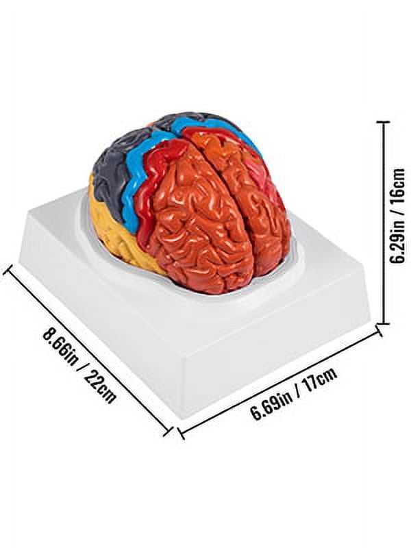 VEVOR Color-Coded Human Brain Anatomy Model with Egypt | Ubuy