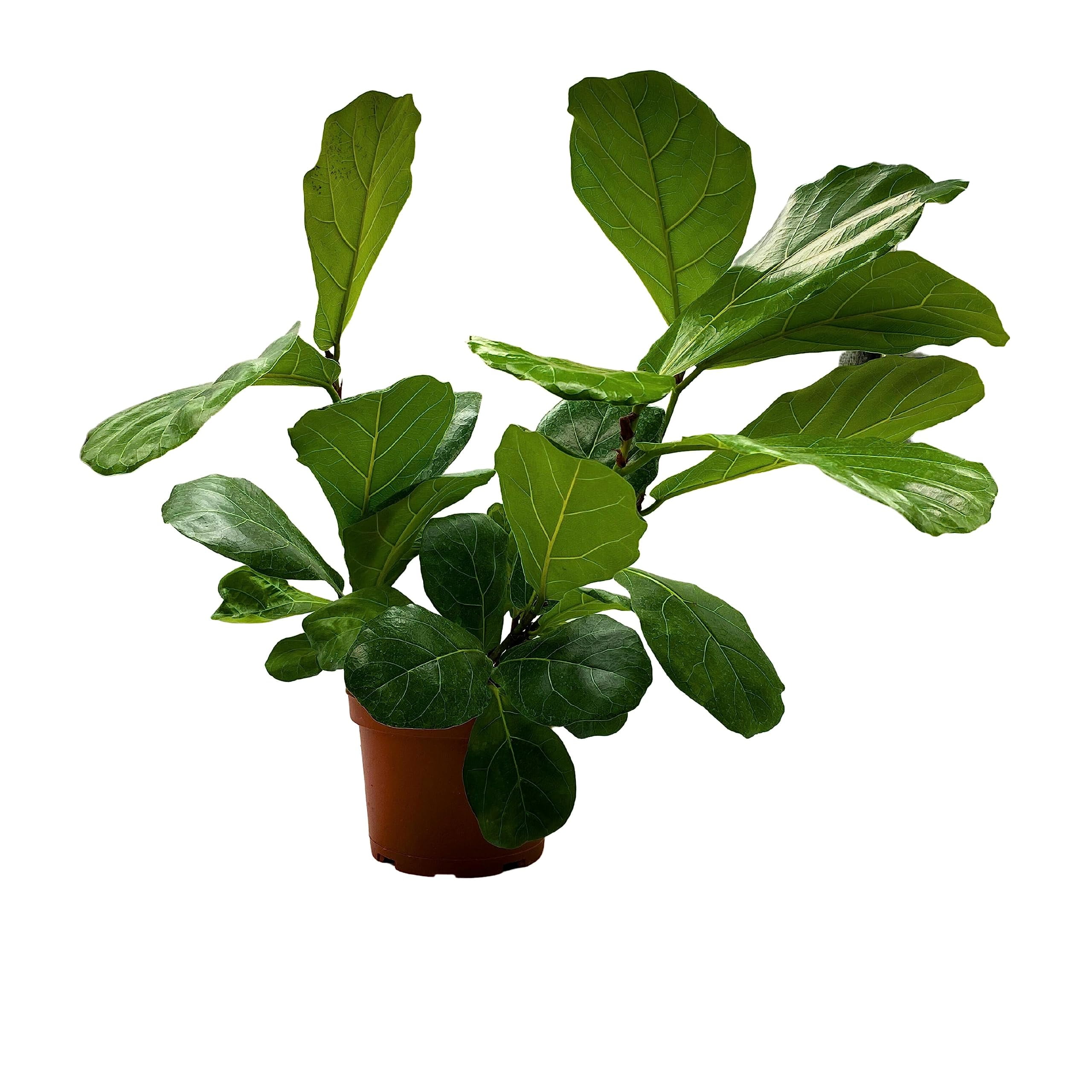 Fiddle-Leaf Fig, Ficus lyrata, Banjo Fig in 6 inch Pot - Walmart.com