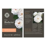 Scentables™ Live Bareroot Bolero Florabunda Rose with Full Sunlight - 2 ...