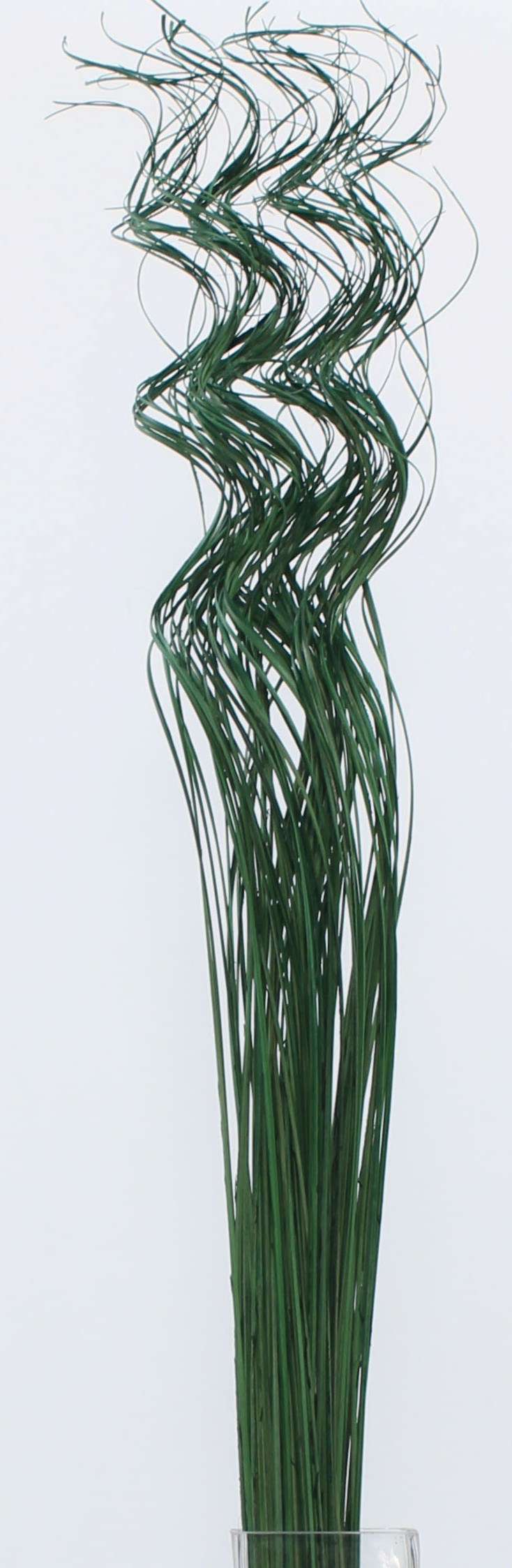 GreenFloralCrafts Dried Floral Filler Extra Tall Curly Ting-Ting 3.5 ft ...