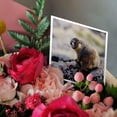 3drose, Yellow-bellied Marmot Wildlife, Rocky Mountain Np - Na02 ...