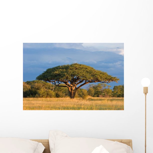 African Acacia Tree Hwange Wall Mural by Wallmonkeys Peel and Stick ...