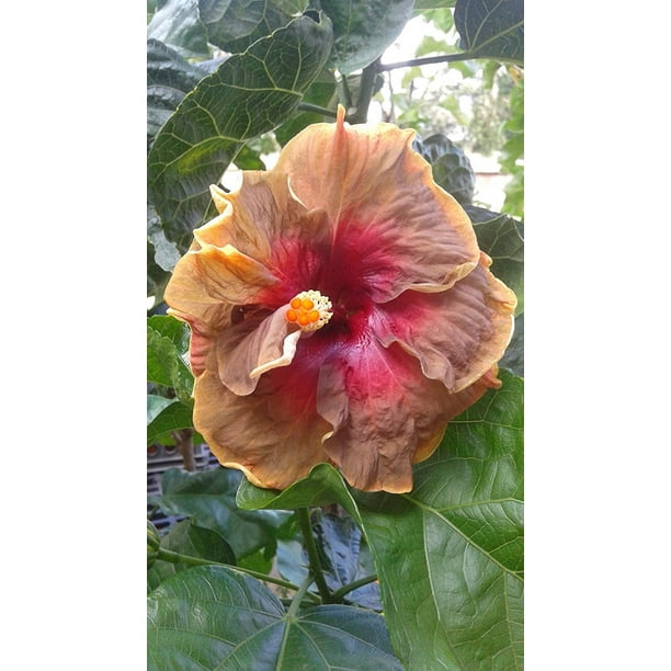Hibiscus Flower Shrub, Cajun Color Voodoo Magic, Starter Plant ...