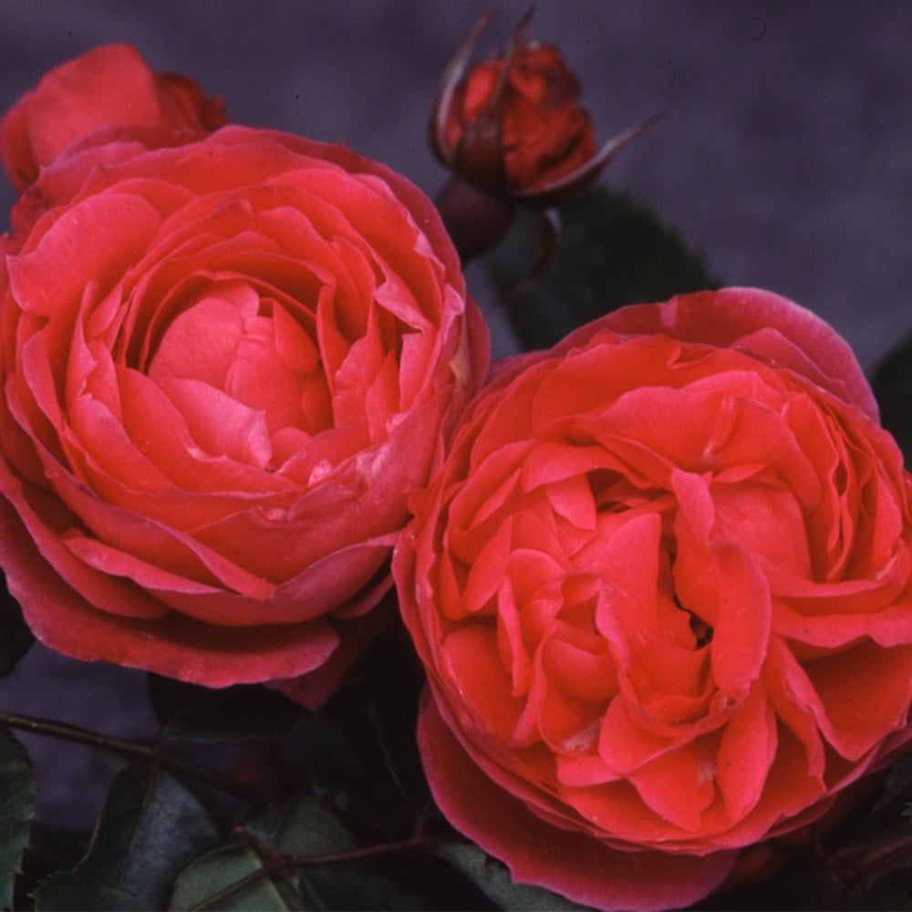 Heirloom Roses - Alexander Mackenzie Hardy Rose Bush - Walmart.com
