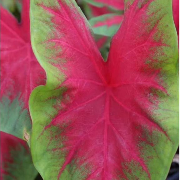 6 Florida Cardinal Caladium Bulbs for Planting - Fancy Caladium Bulbs ...