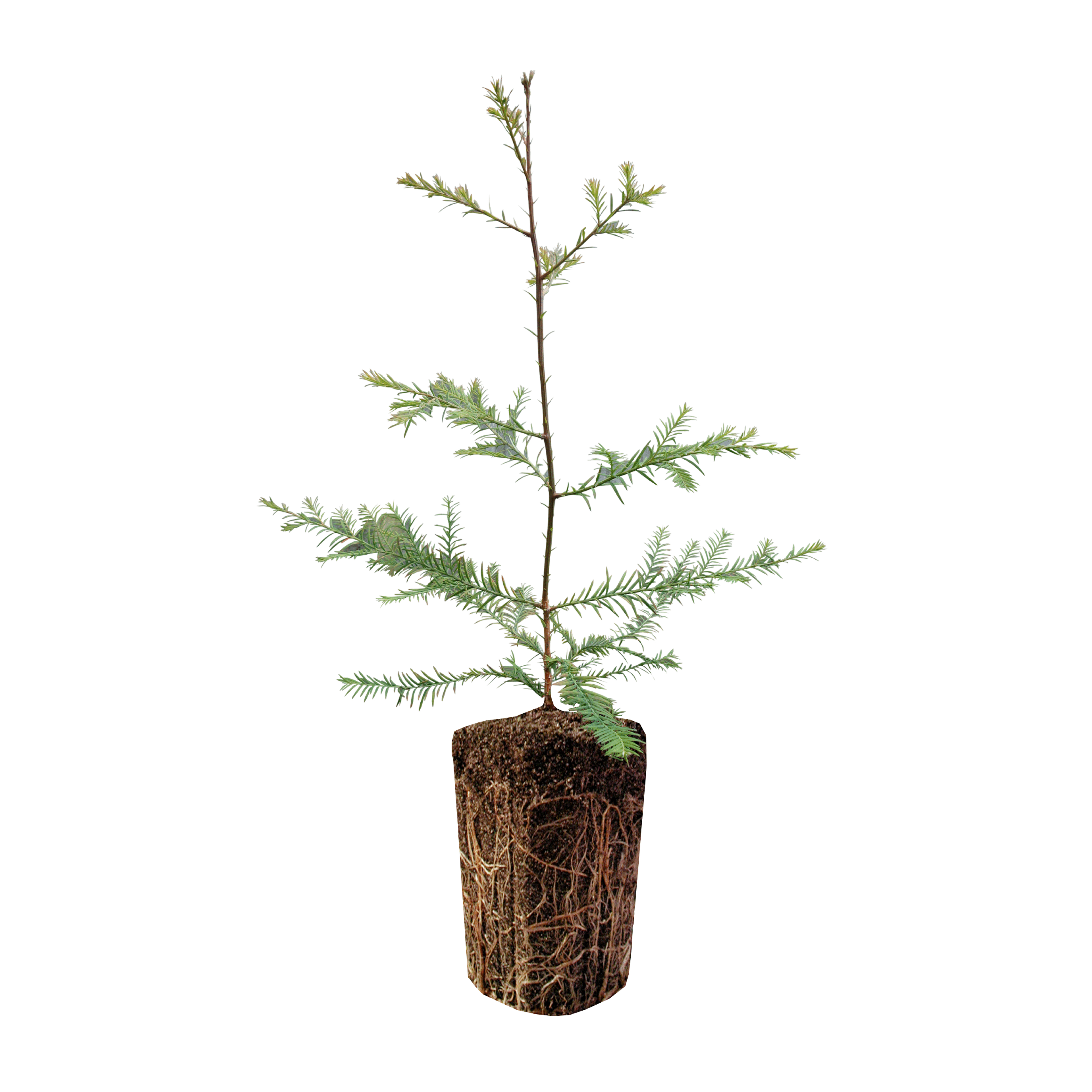 Coast Redwood | XL Tree Seedling | The Jonsteen Company - Walmart.com
