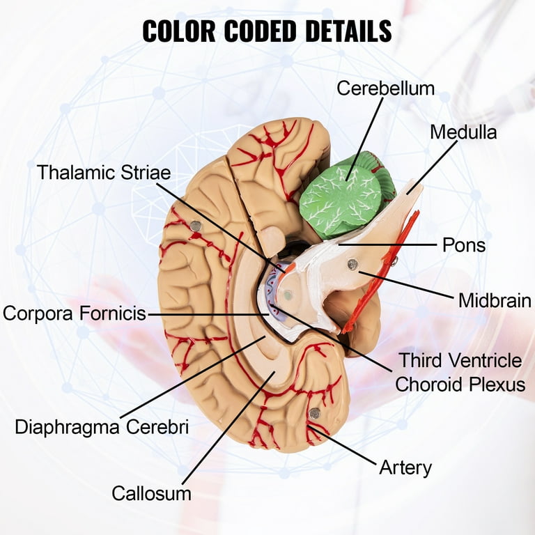 Labeled Brain Model