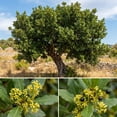 Bay Leaf Tree Live Plant, 1 Year Old Sweet Bay Laurel Laurus Nobilis ...