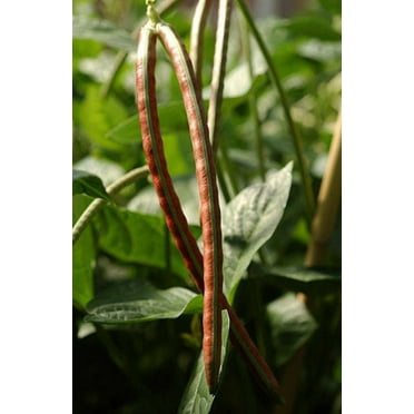 100 Seeds RED RIPPER COWPEA Cow Pea Southern Pea Vigna Unguiculata ...