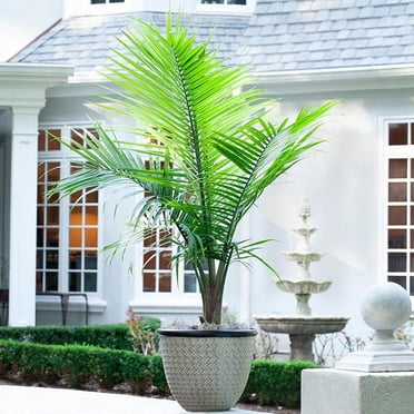 Orange Crownshaft Palm Tree - 5 Live Plants in 4 Inch Pots - Areca ...