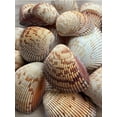 Giant Atlantic Cockle Seashells Rare Large Natural Beach Home Decor ...