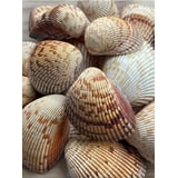 Giant Atlantic Cockle Seashells Rare Large Natural Beach Home Decor ...