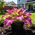 Chill Tolerant Perennial Hosta Mix Colorful Variegated Leaves