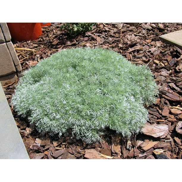 Silver Mound Perennial Plant - Artemisia - Sun/Easy - Live Plant ...
