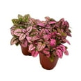 Pink Hypoestes phyllostachya 2 inch Set of 3 Flamingo Polka Dot Plant ...