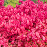 Dwarf Burning Bush 5 Bare Roots, Dormant Red Burning Plants, Euonymus ...