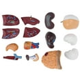 Human Torso Body Model Anatomy Anatomical Internal Organs For Teaching ...
