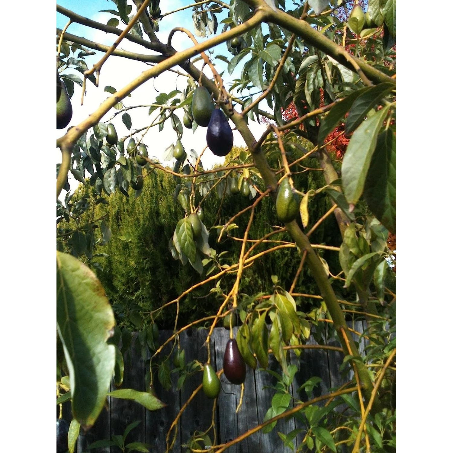 - Mexicola Avocado - Grafted Tree - 1 to 2 Feet Tall - Ship in 1 Gal ...