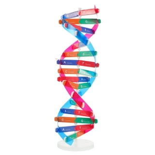 Dna Strand Model Ideas