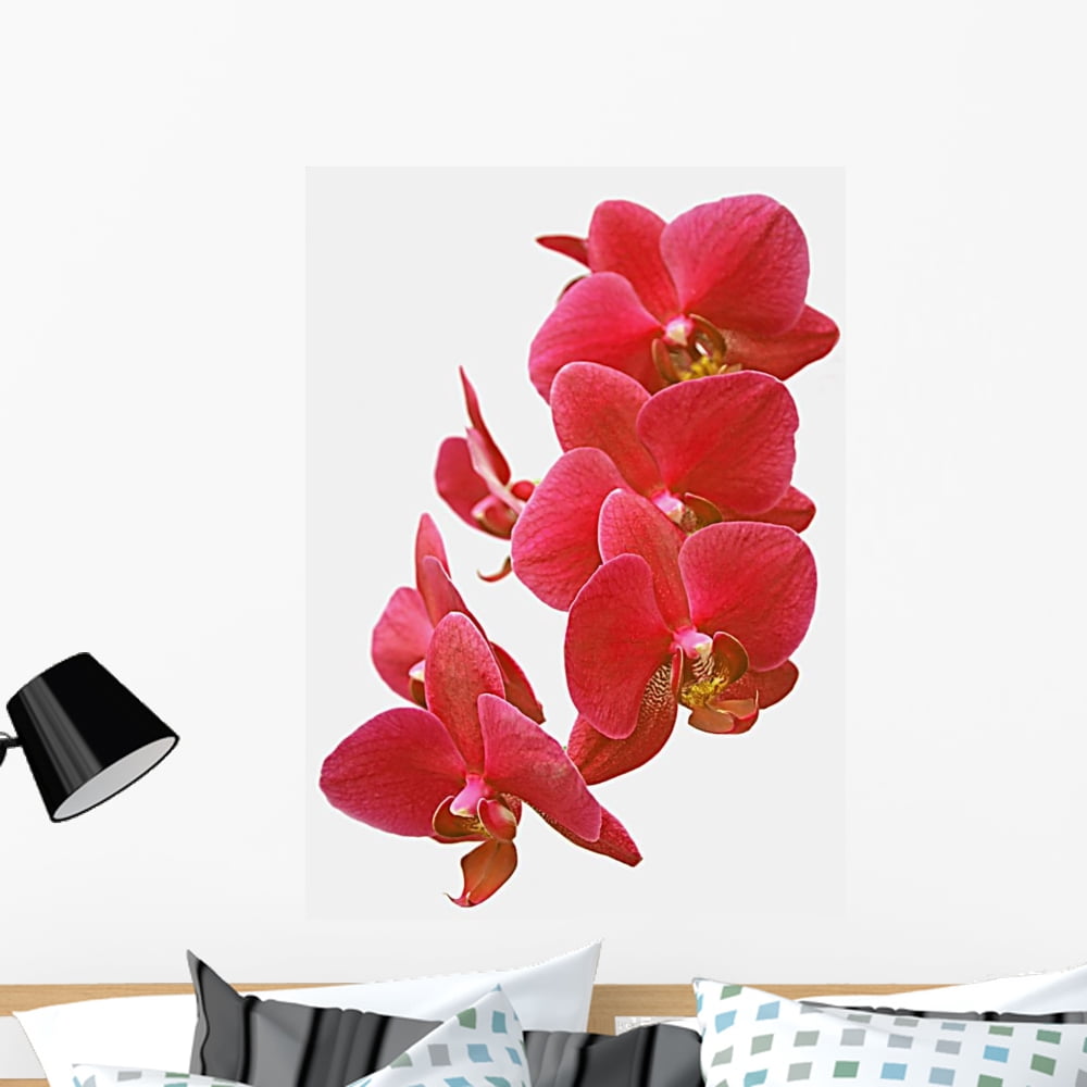 Red Orchid Wall Mural by Wallmonkeys Peel and Stick Graphic (36 in H x ...