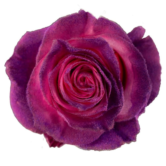 Member's Mark Farm Fresh Velvet Roses, choose color and stem count ...