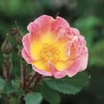 Rainbow Happy Trails Multi-Color Flowering Groundcover Rose Bush ...