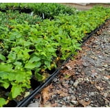 New Life Nursery & Garden, Primrose Yellow French Lilac Syringa Starter ...